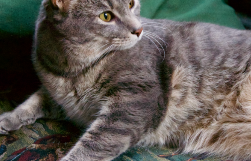 Jewish Cat of the Month: Bruce! | GatherDC